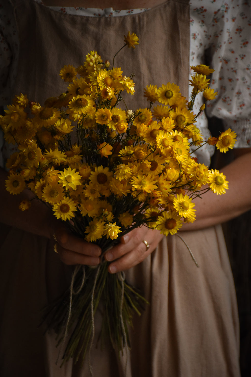 Dried Paper Daisies - Sticky Everlasting | Dried Flowers Australia ...